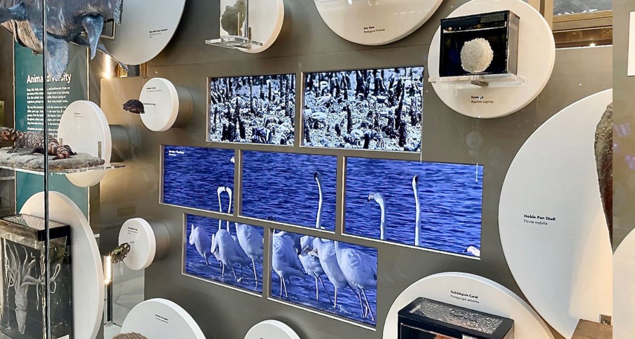 55″ Mediascreens – Oxford University Museum of Natural History ...